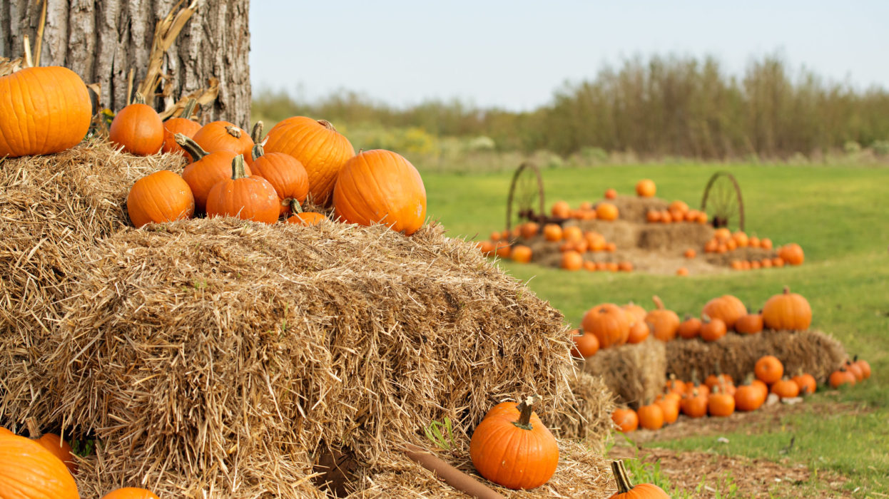 The Best Ways to Celebrate Fall in Austin - Austin Monthly Magazine